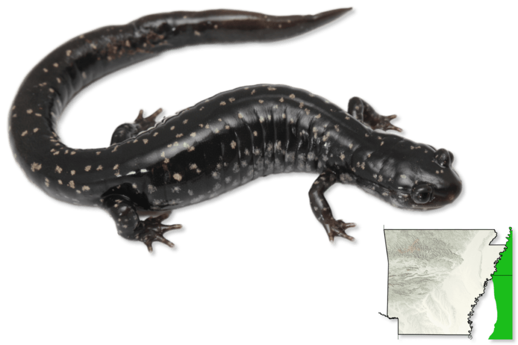 Salamanders | Herps of Arkansas