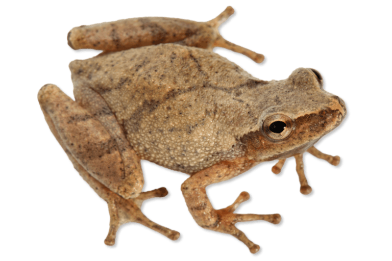 Pseudacris crucifer Spring Peeper | Herps of Arkansas
