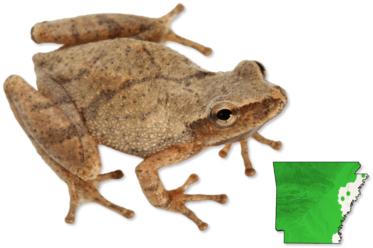 Frogs | Herps of Arkansas