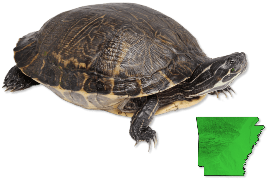 Turtles | Herps of Arkansas