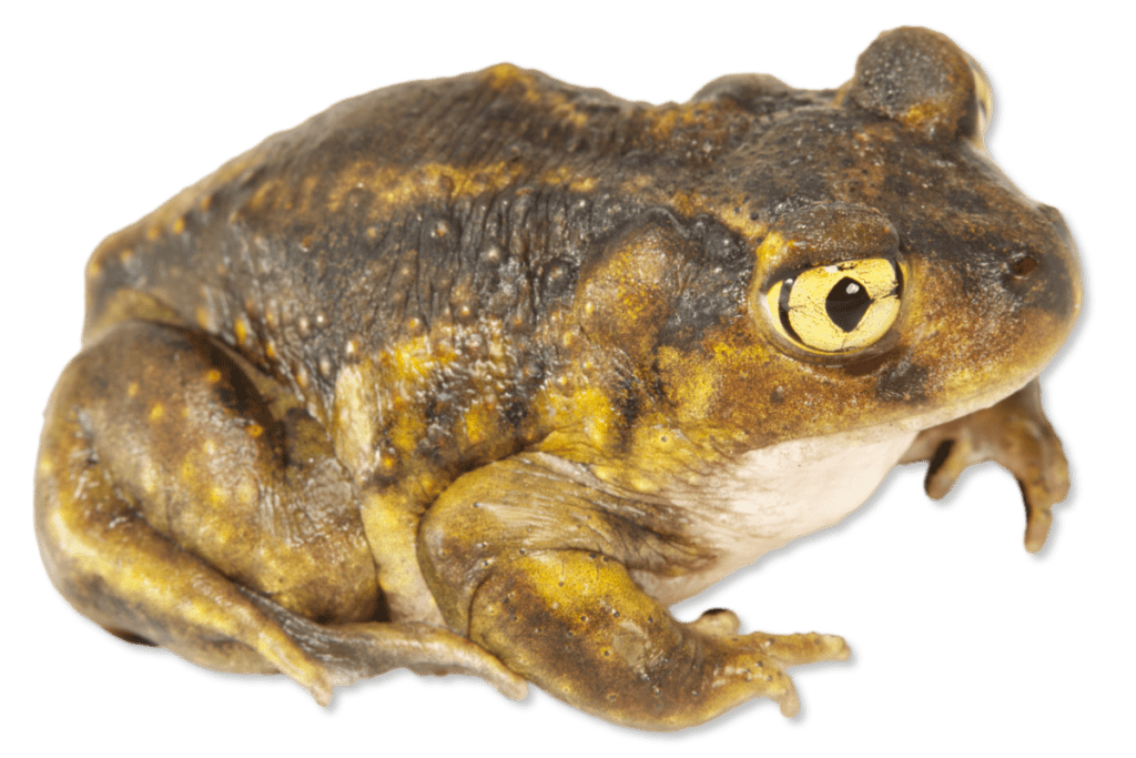Scaphiopus holbrookii Eastern Spadefoot | Herps of Arkansas