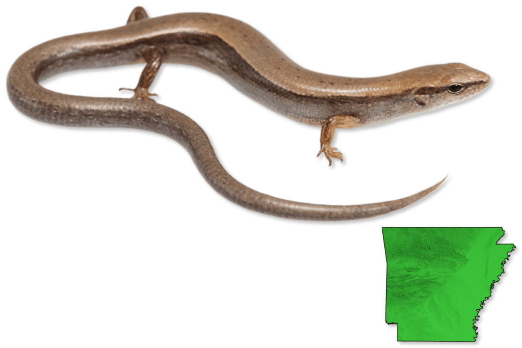 Lizards | Herps of Arkansas