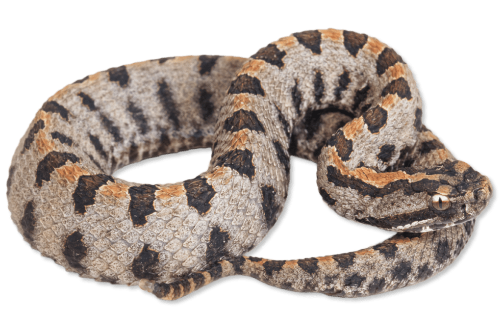 Sistrurus miliarius streckeri Western Pygmy Rattlesnake | Herps of Arkansas