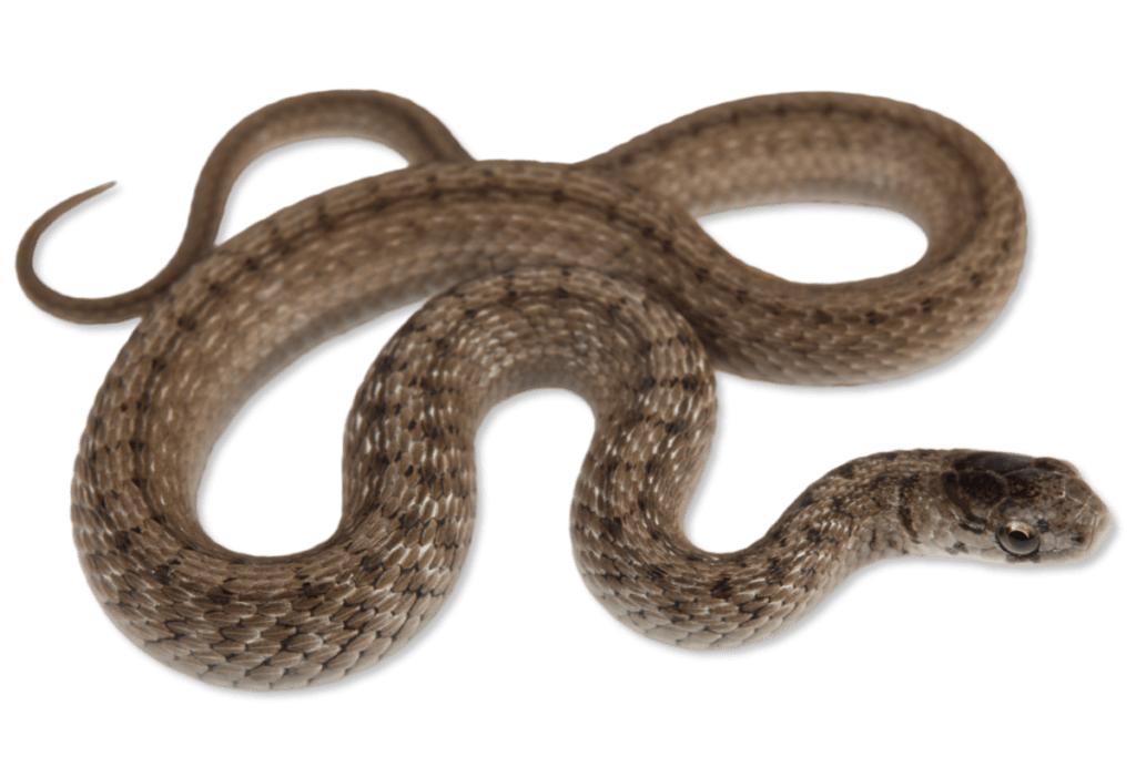 Storeria dekayi Dekay's Brownsnake | Herps of Arkansas