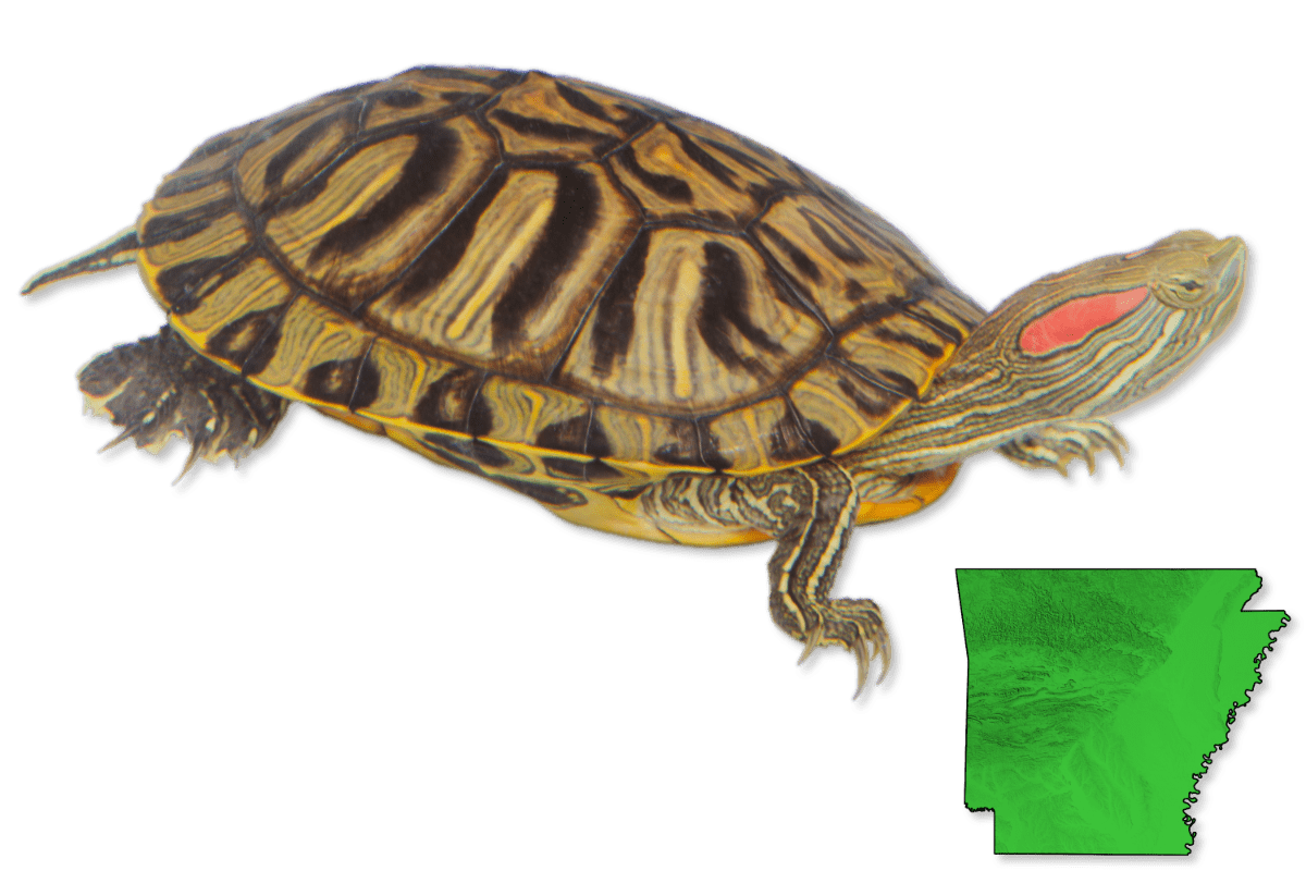 Turtles | Herps of Arkansas